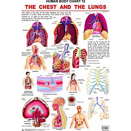 Raajkart.com - Human Body Charts The Chest and The Lungs (Dreamland ...